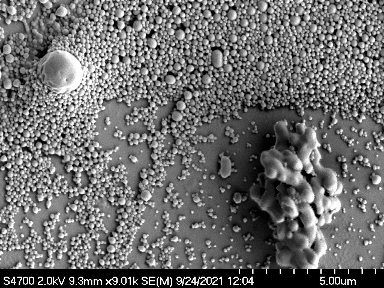 SEM Nanoparticle Analysis - nanoComposix